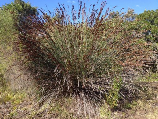 Restio pruning by Charles - Reitz Tree Care